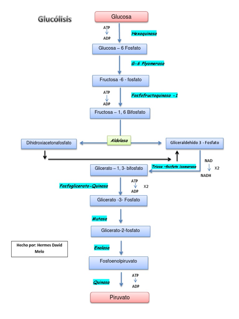Esquema De La Glucólisis Paso A Paso Pdf