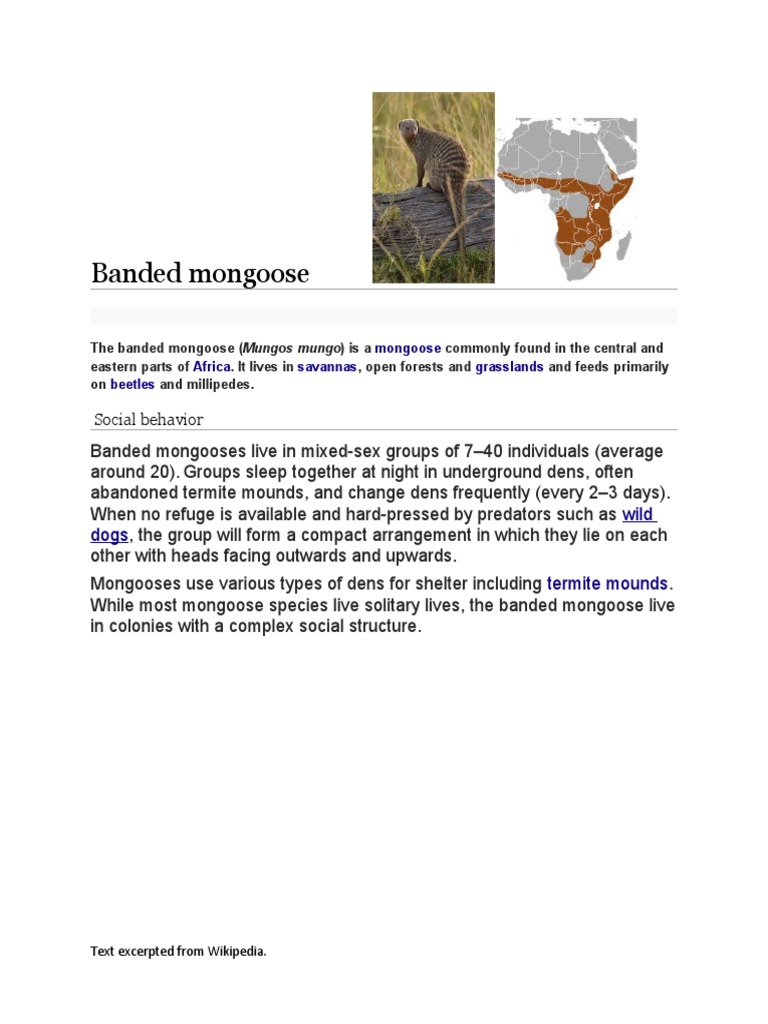 Animal Groups Reading Passages | PDF | Pack (Canine) | Organisms