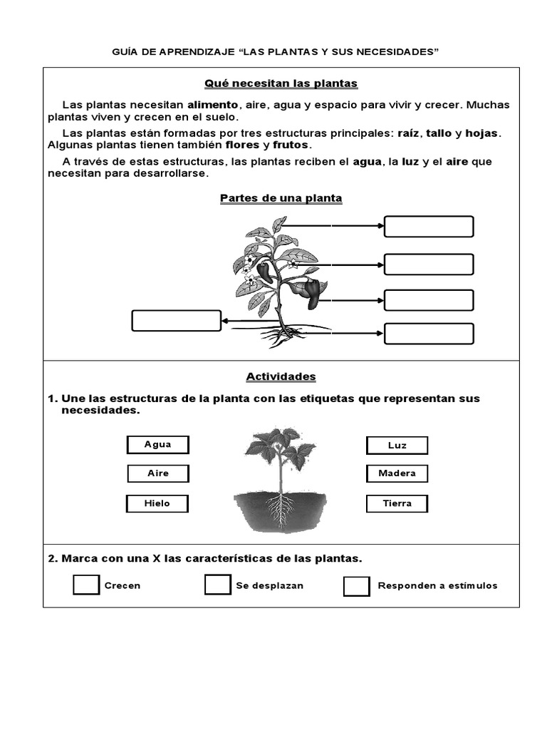 Hojas De Trabajo Sobre Plantas Para Primer Grado Ficha De Trabajo