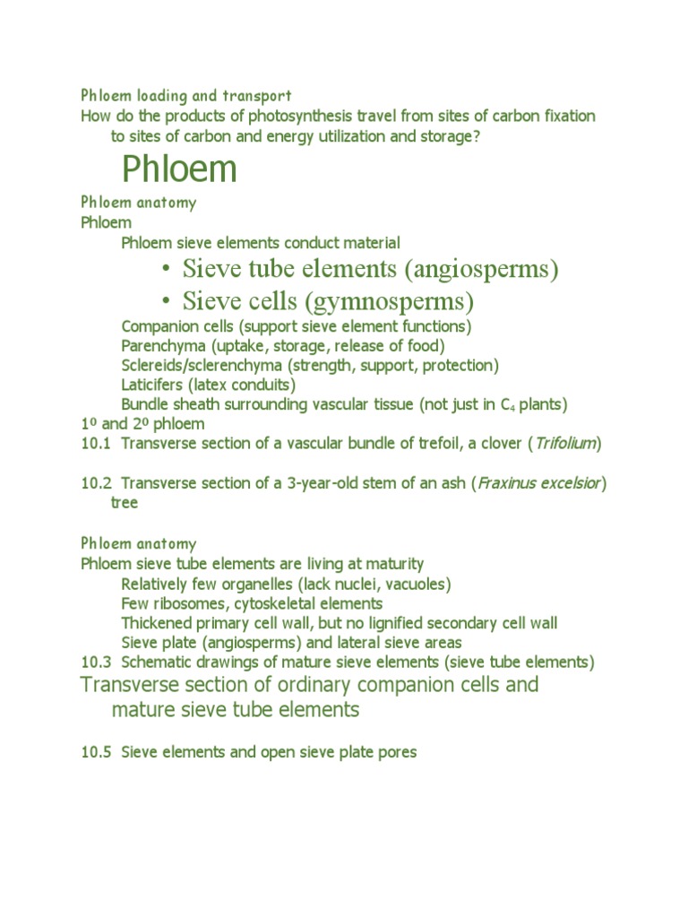 Phloem: - Sieve Tube Elements (Angiosperms) - Sieve Cells (Gymnosperms ...