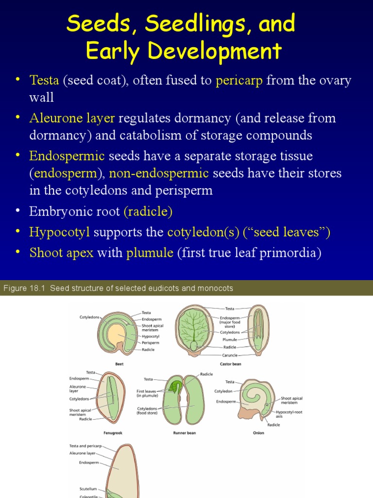 Testa Pericarp - Aleurone Layer - Endospermic Endosperm Non-Endospermic ...