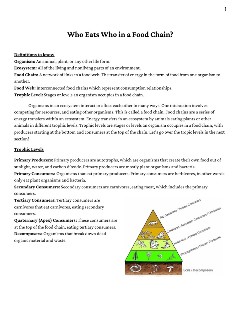 Food Chain Worksheet 1 | Download Free PDF | Food Web | Habitat