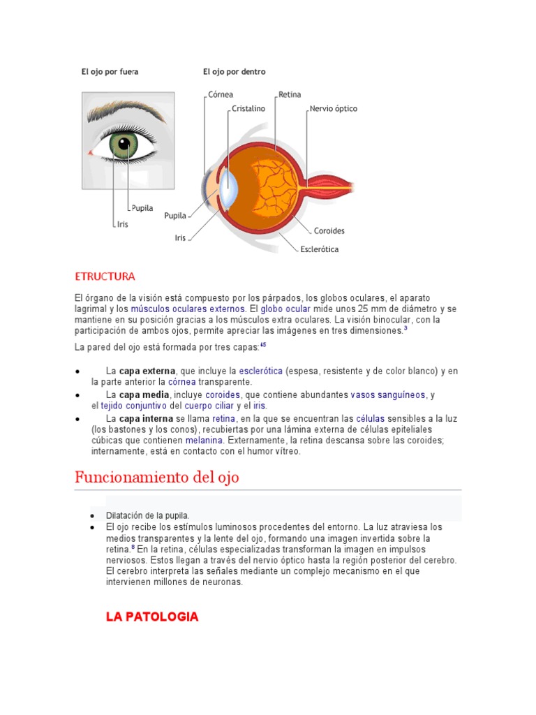 Estructura y Funcionamiento de los Sentidos | PDF | Ojo humano | Ojo