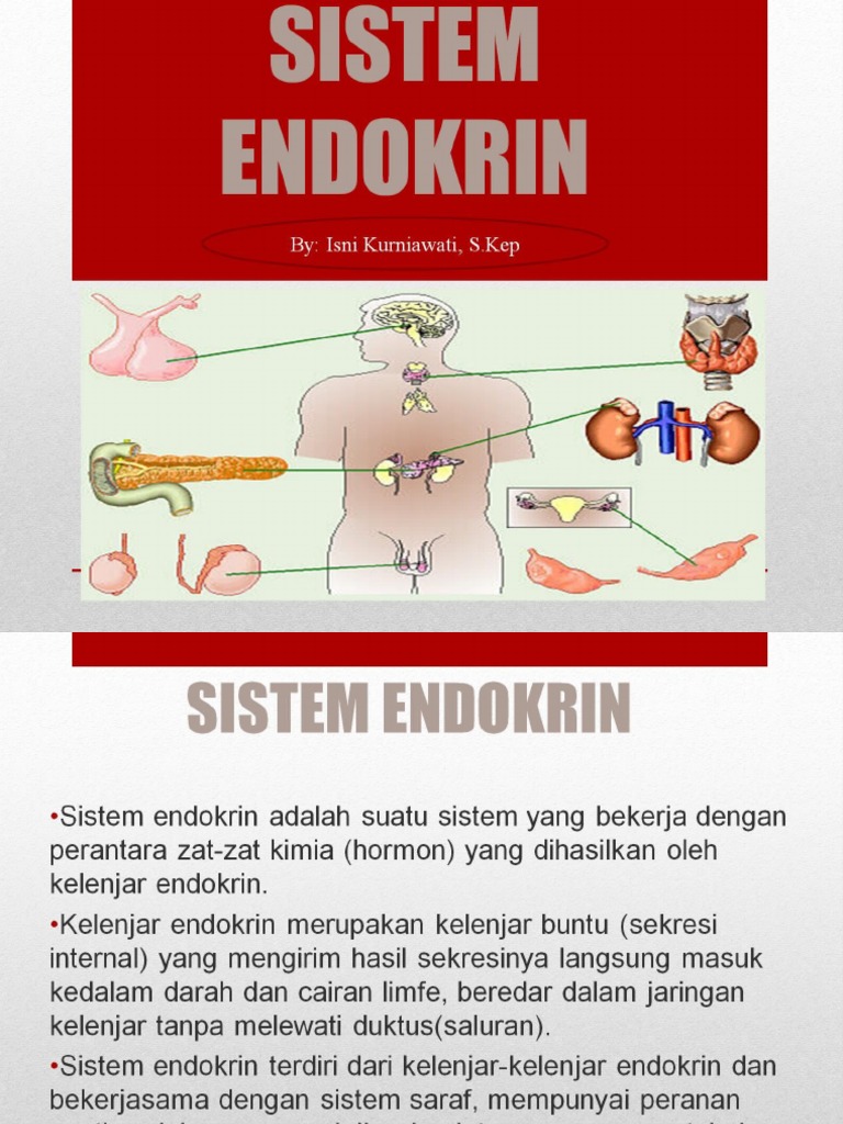 Anatomi Sistem Endokrin PPT | PDF