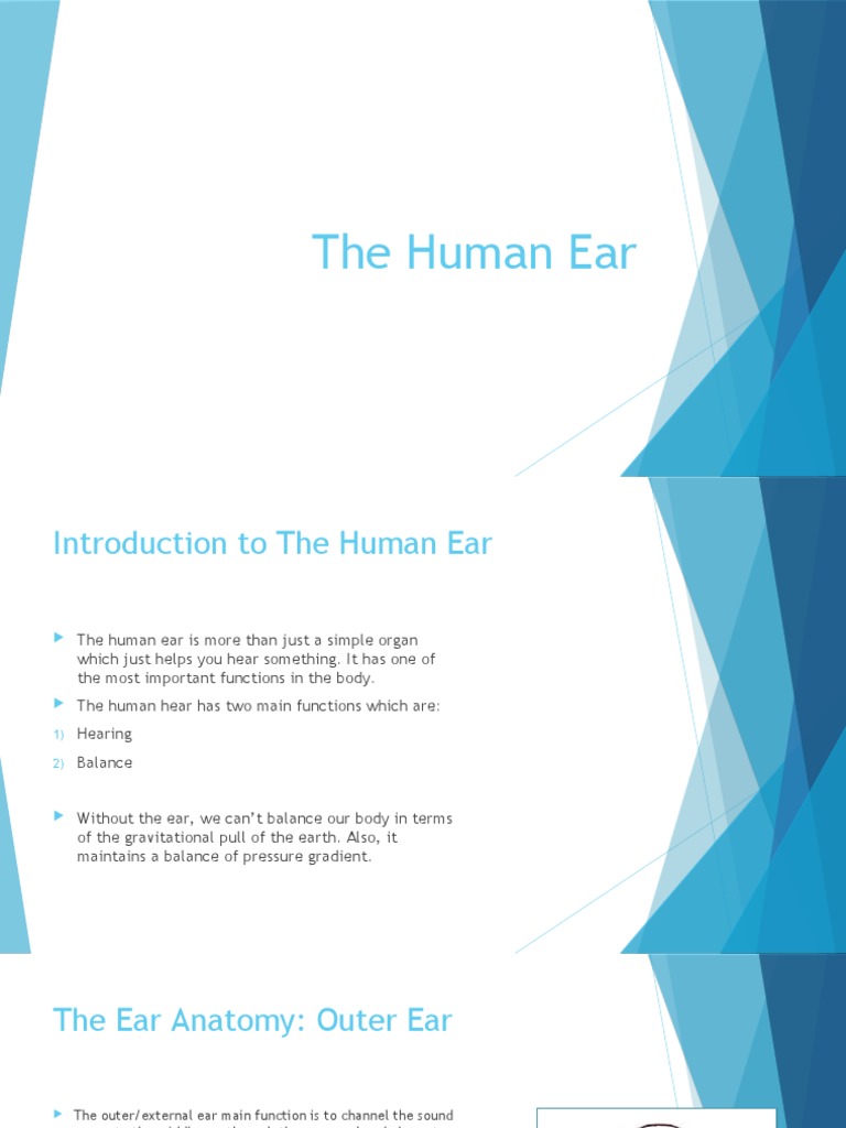 The Human Ear | PDF | Ear | Hearing