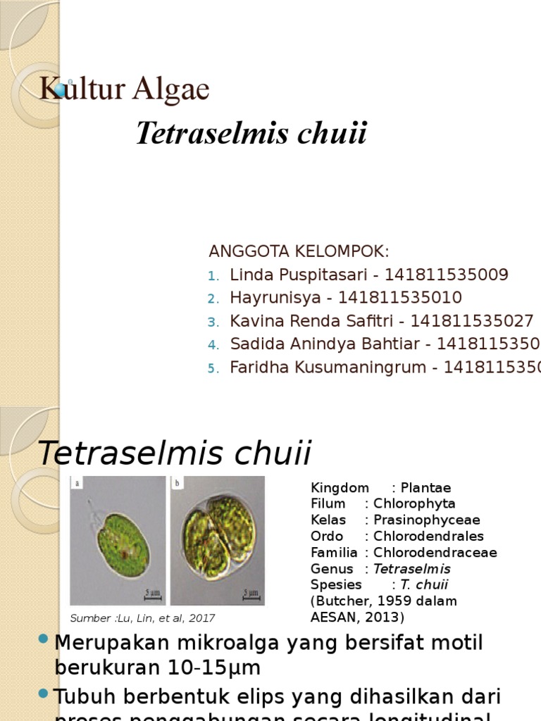 Tetraselmis Chuii | PDF | Kesehatan Holistik