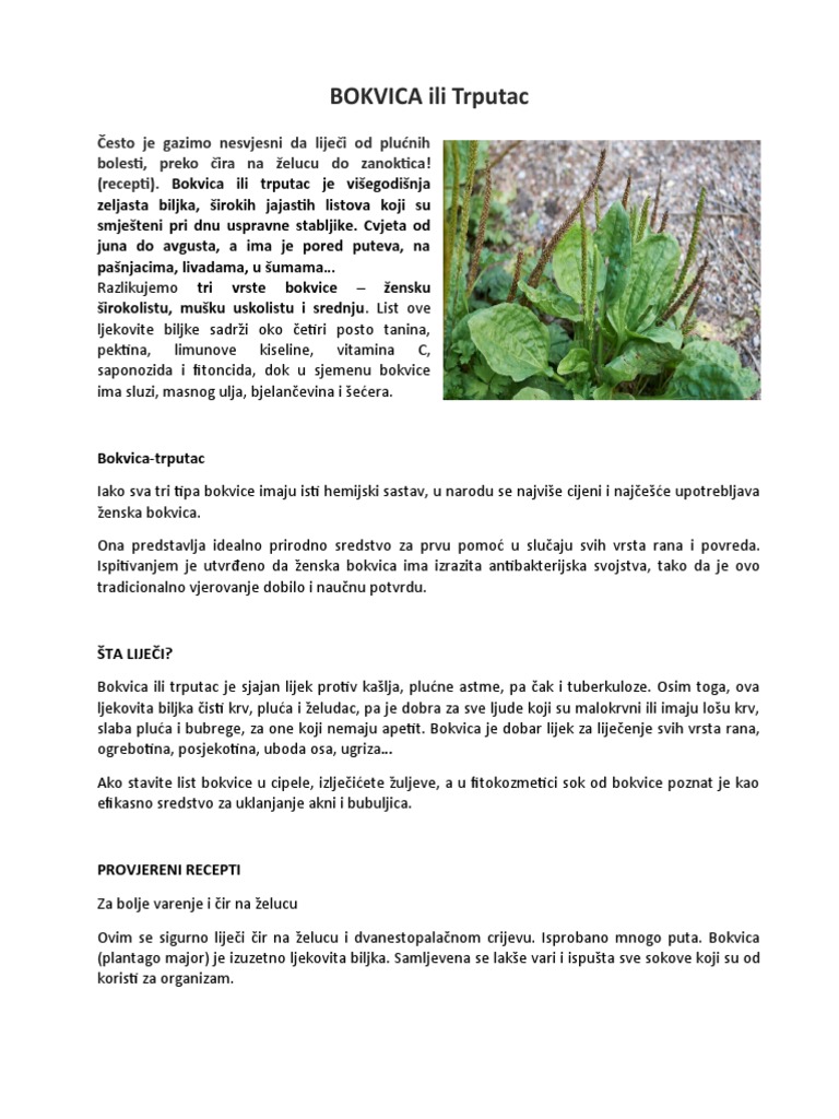 BOKVICA Ili Trputac | PDF