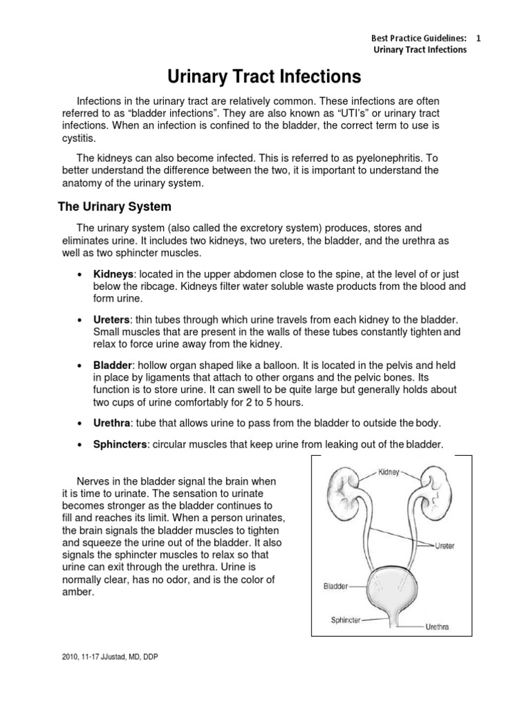 Urinary Tract Infections | PDF | Urinary Tract Infection | Urinary Bladder