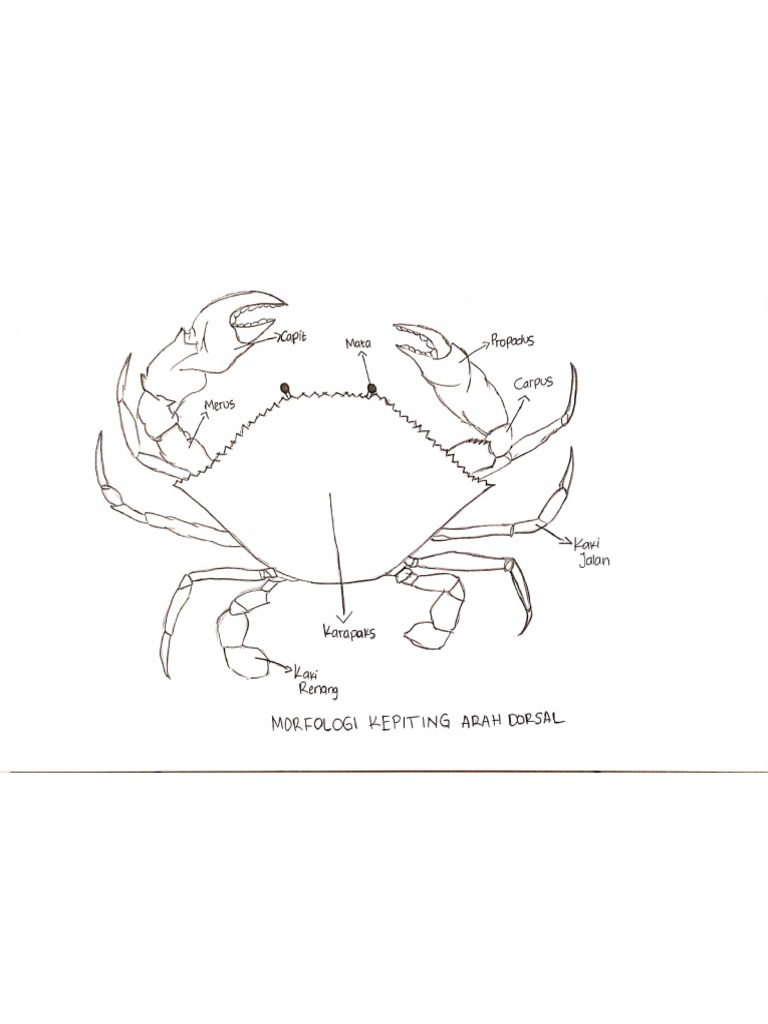 Morfologi Dan Anatomi Kepiting PDF | PDF
