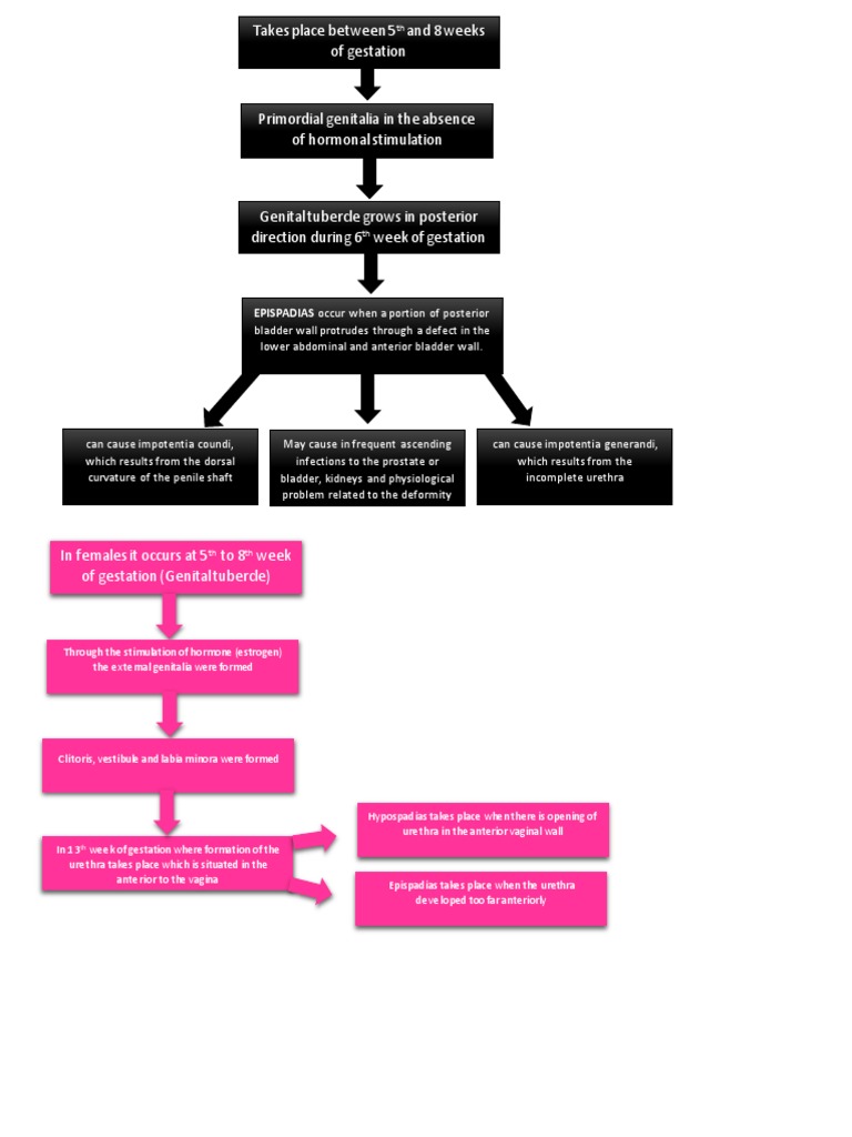 Genital development abnormalities | PDF | Clitoris | Sex Organ
