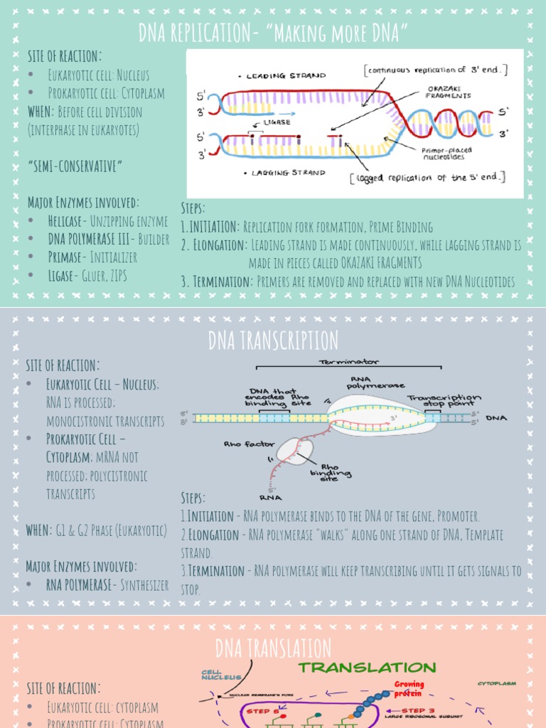 A detailed overview of the key processes of DNA replication ...