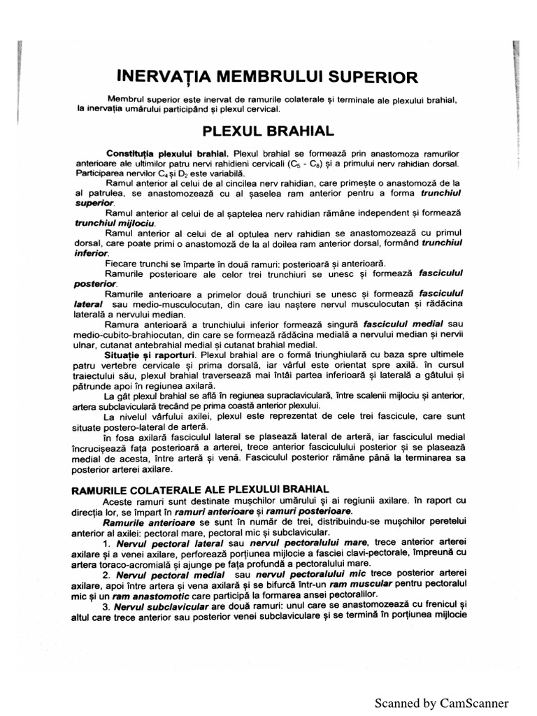 Plex Brahial PDF | PDF