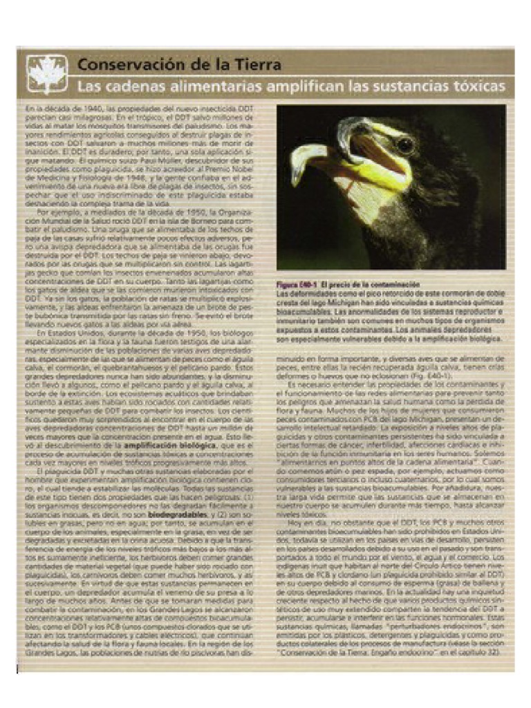 Actividadcomprension de Lectura Las Cadenas Alimenticias Amplifican Las ...