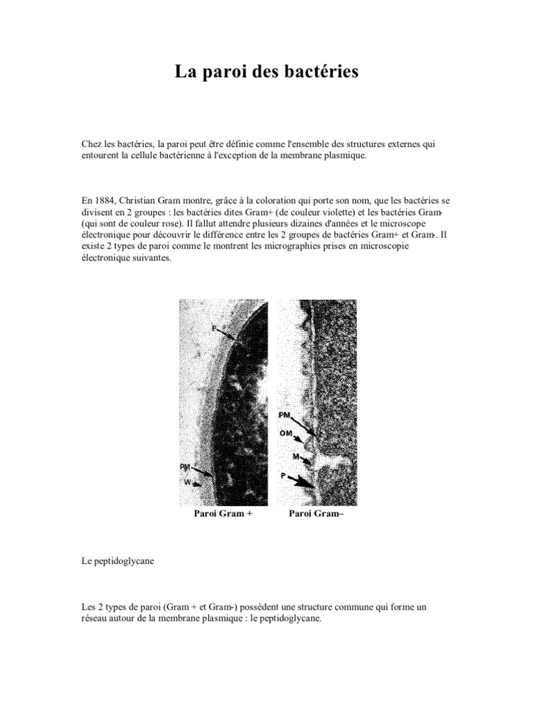 paroi des bactéries | Gram négatif | Bactéries à Gram positif