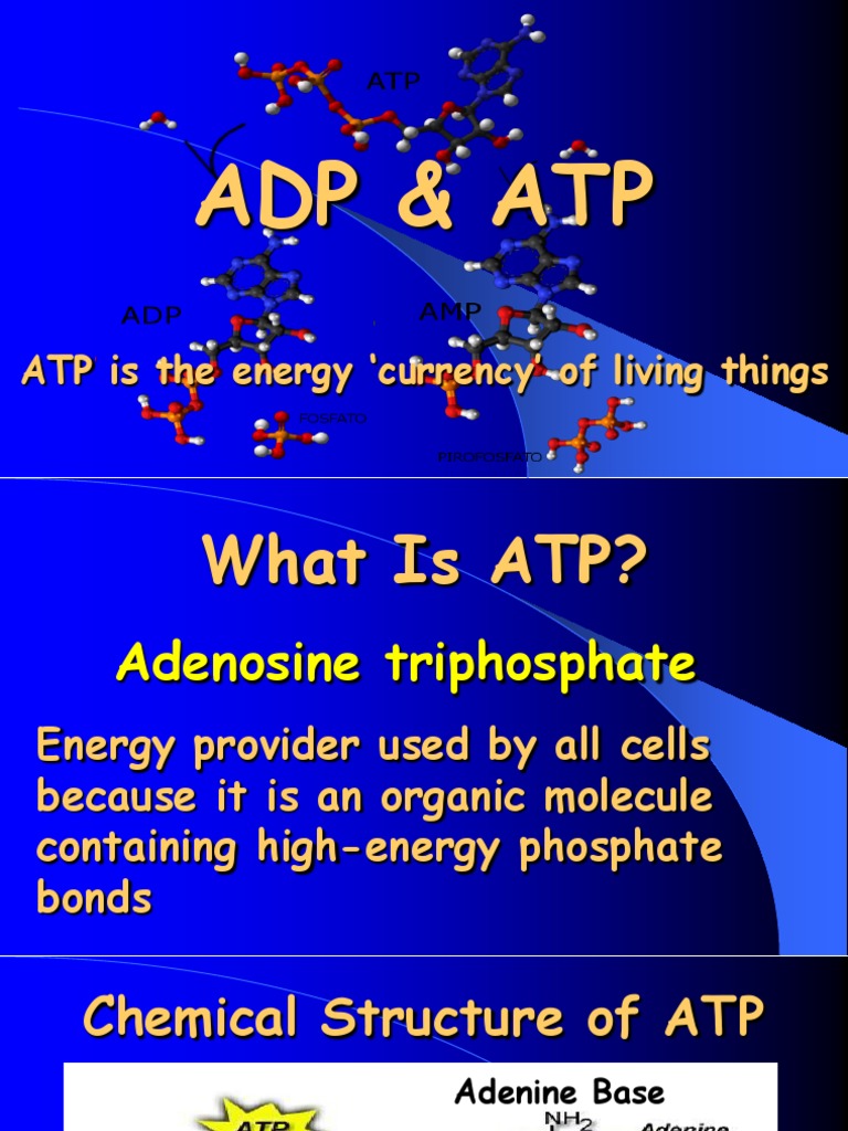 ATP - The Energy Currency of Cells | PDF