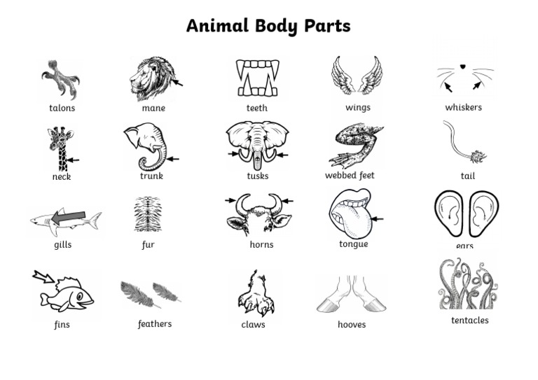 Animal Body Parts Word Mat | PDF