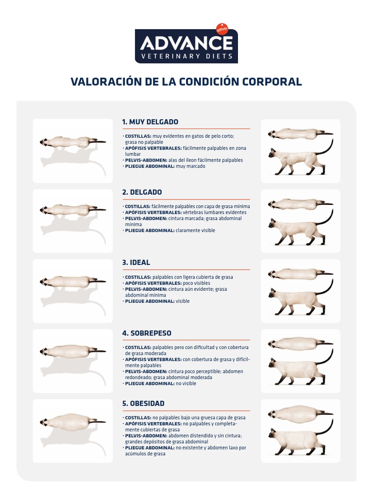 Poster Valoración Corporal Gatos | PDF