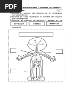 Sopa de Letras: Sistema Circulatorio | PDF | Ciencia y matemáticas