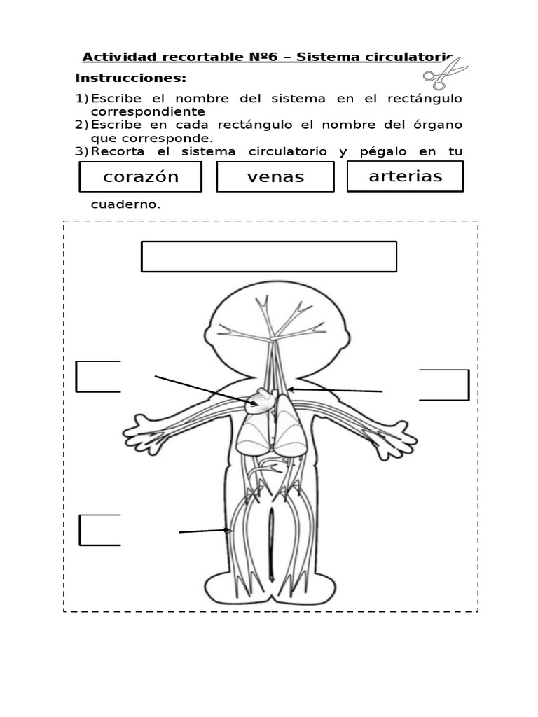 Actividades Del Sistema Circulatorio ACTIVIDAD SOBRE EL SISTEMA