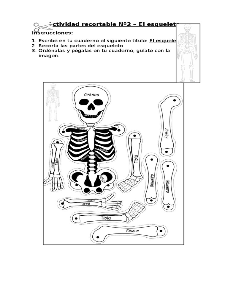 Esqueleto recortable para armar | PDF