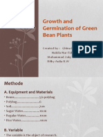 Germination Mung Beans | PDF | Seedling | Seed