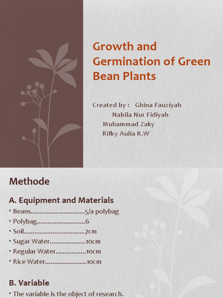Green Bean Growth and Germination Study | PDF | Bean | Germination