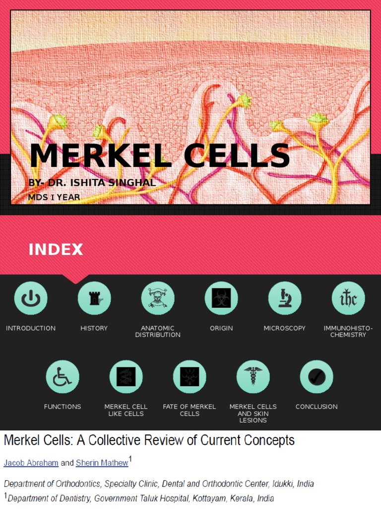 Merkel Cells Merkel Cells: By-Dr. Ishita Singhal by - Dr. Ishita ...