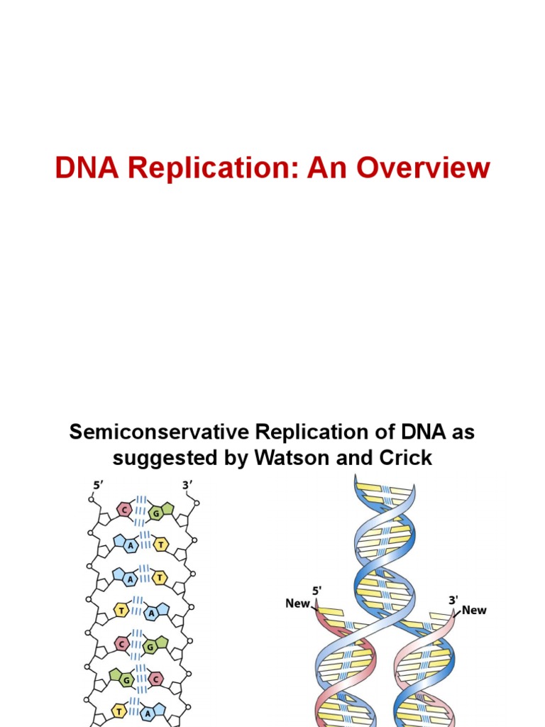 DNA Replication: An Overview | PDF | Dna Replication | Polymerase Chain ...
