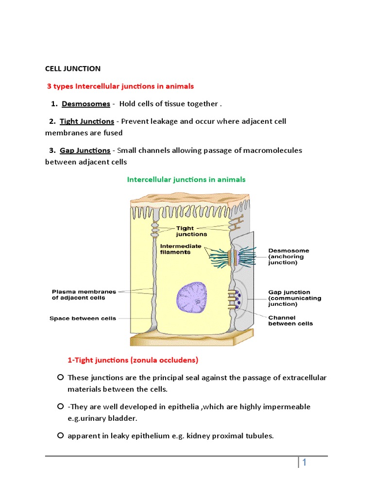 Cell Junction: 3 Types Intercellular Junctions in Animals | PDF ...