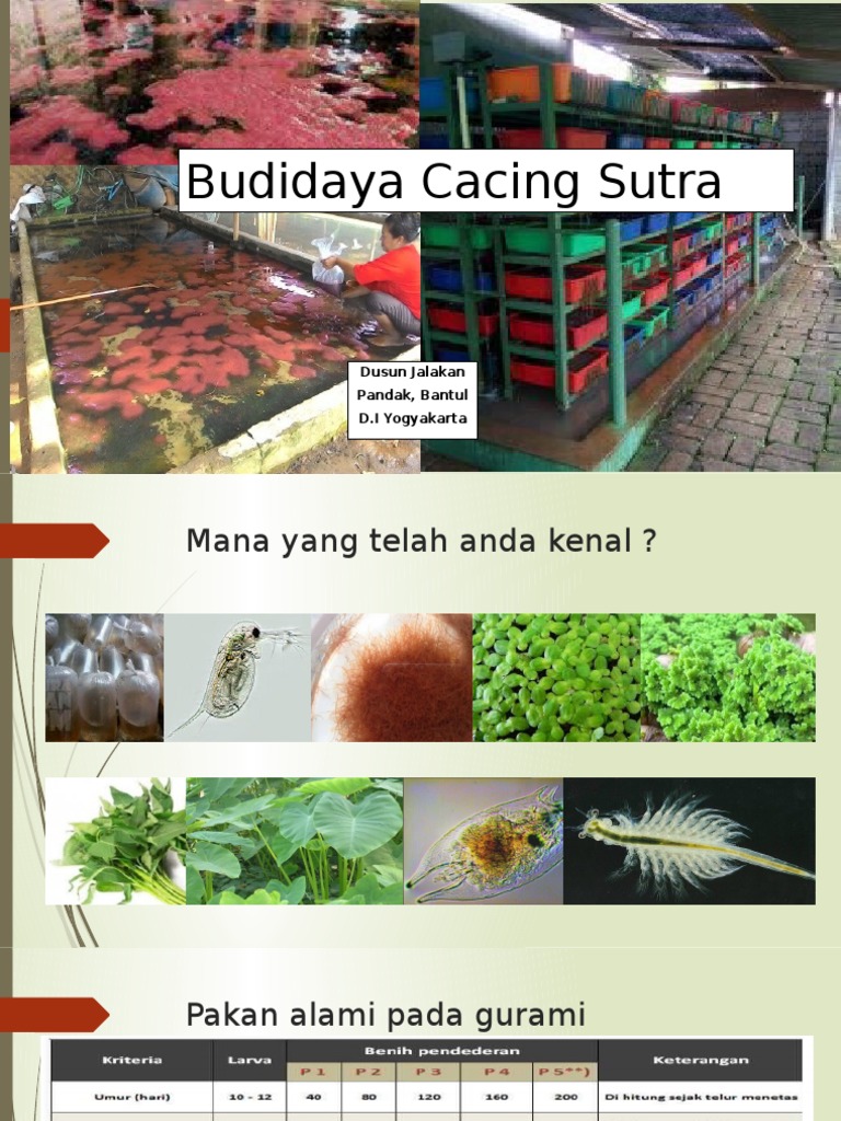 Panduan Budidaya Cacing Sutra | PDF | Griya & Taman | Sains & Matematika