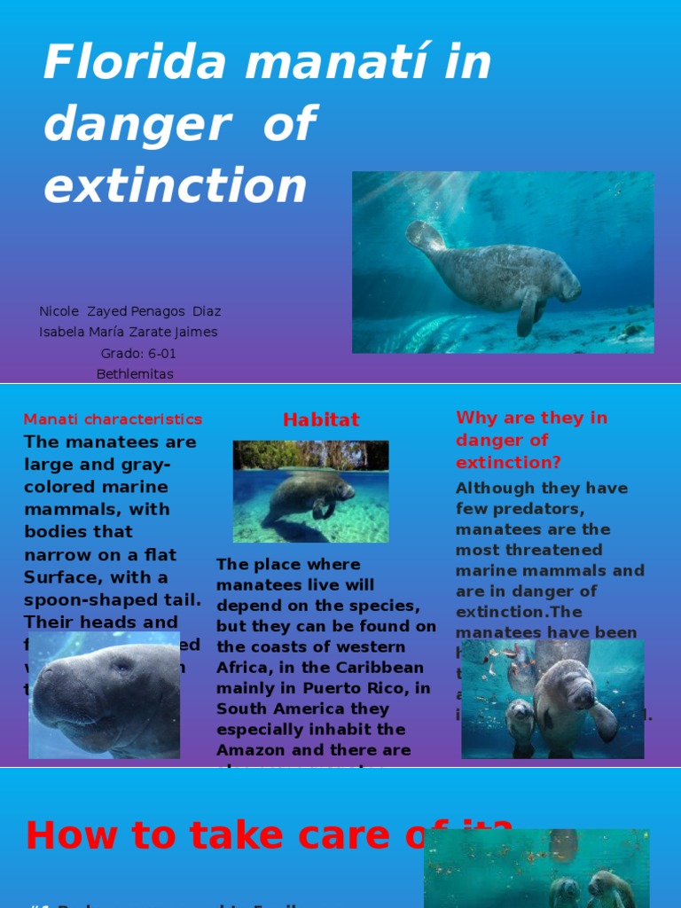 Florida Manatees: Endangered Species Guide | PDF | Home & Garden ...
