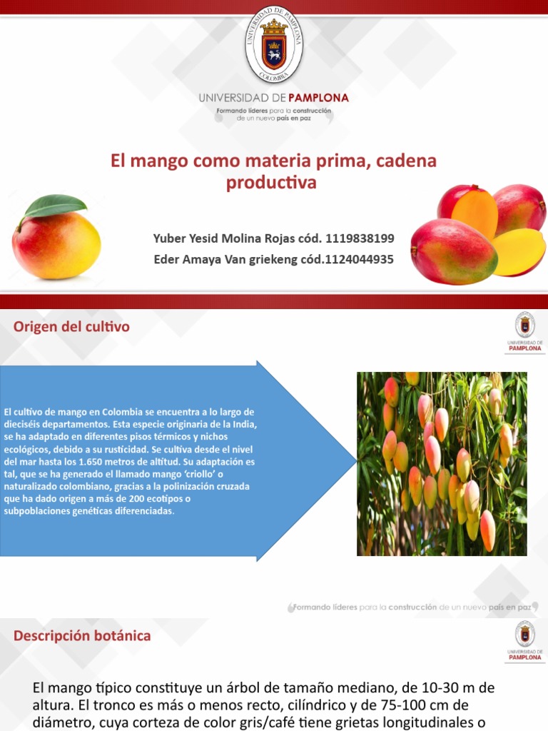 Cadena Producctiva Del Mango Final | PDF | Mango | Hoja