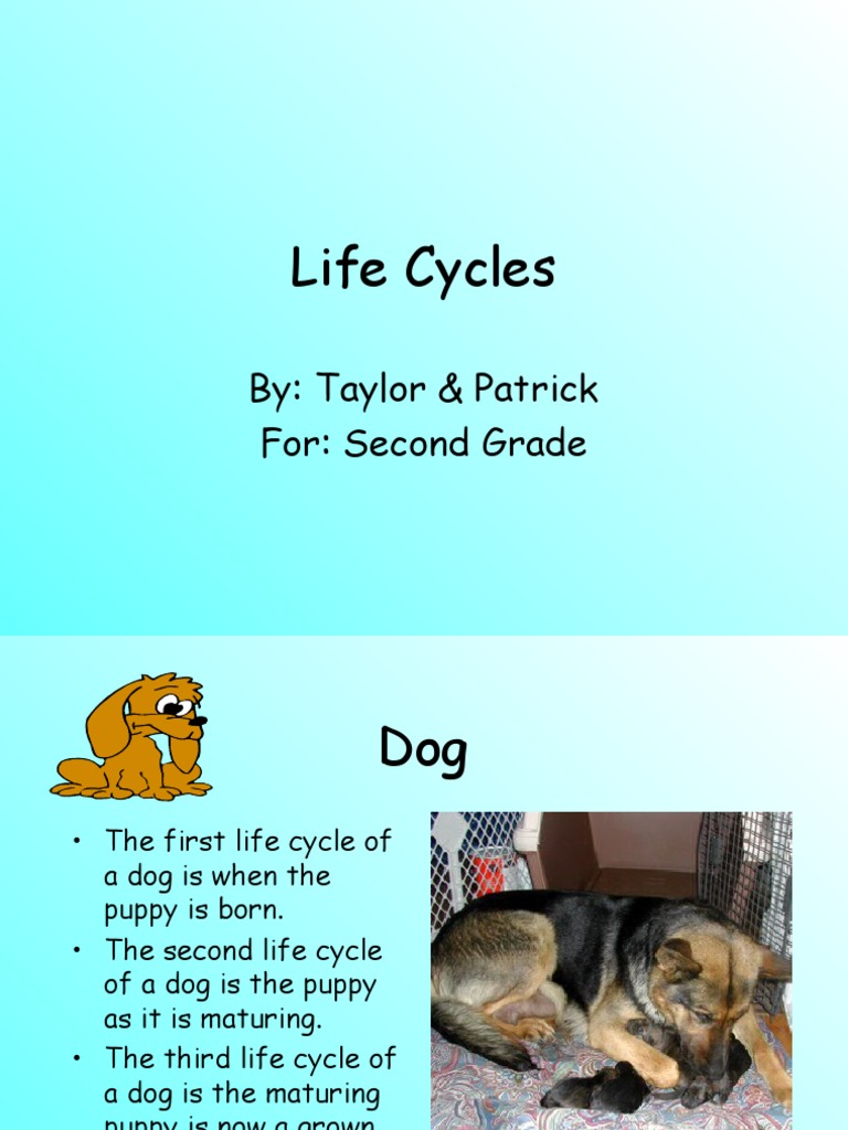 Dog Life Cycle for Second Graders | PDF
