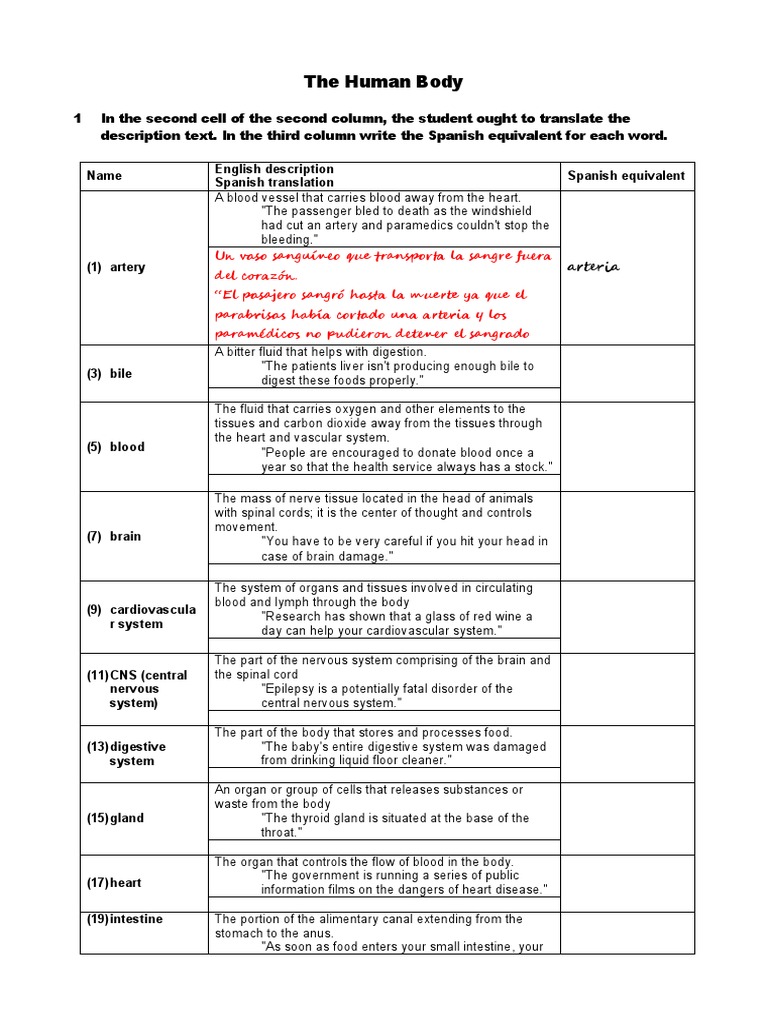 The Human Body: Name English Description Spanish Translation Spanish ...