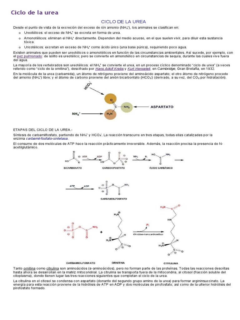 Pasos del ciclo de la urea en animales | PDF | Bioquímica | Química