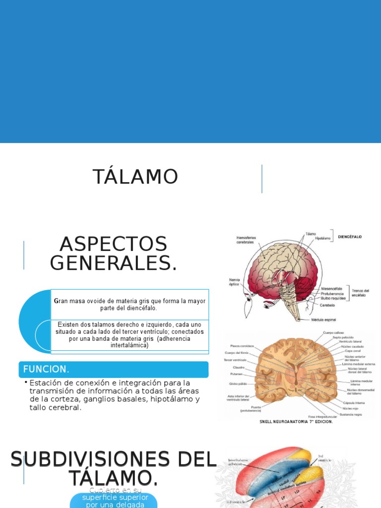 Funciones y Estructura del Tálamo | PDF | Tálamo | Hipotálamo