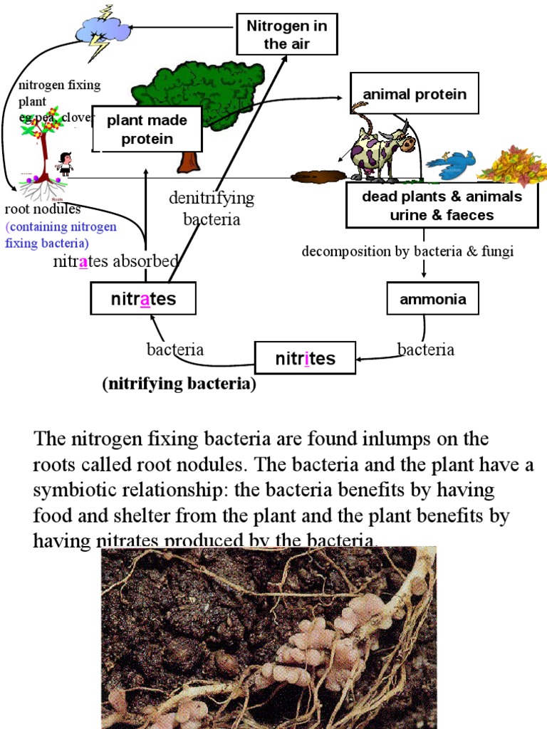 Nitrogen Cycle 2 | PDF