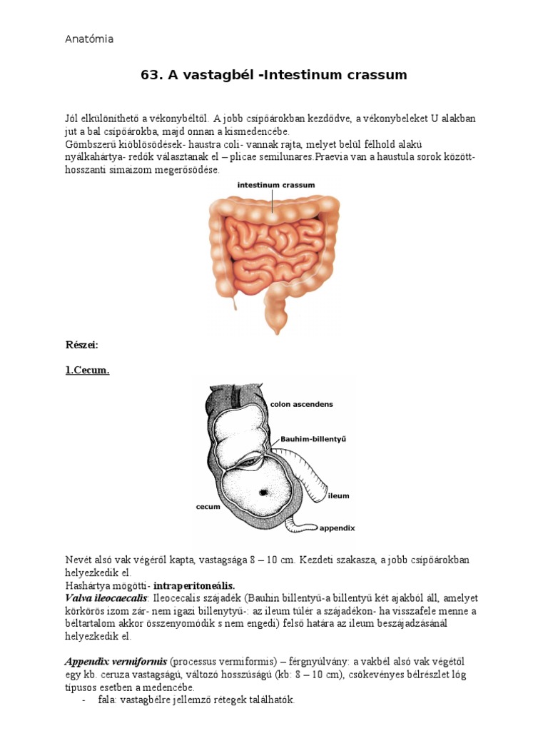 63. A vastagbél -Intestinum crassum