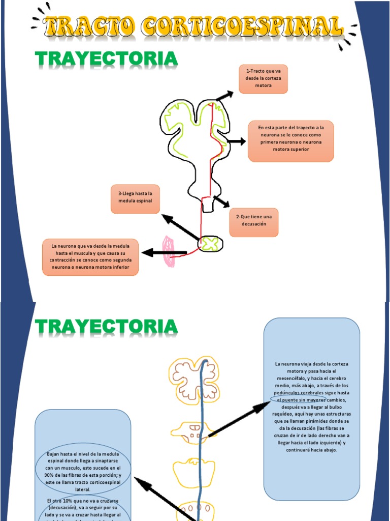 Tracto Corticoespinal | PDF | Cerebro | Neurona