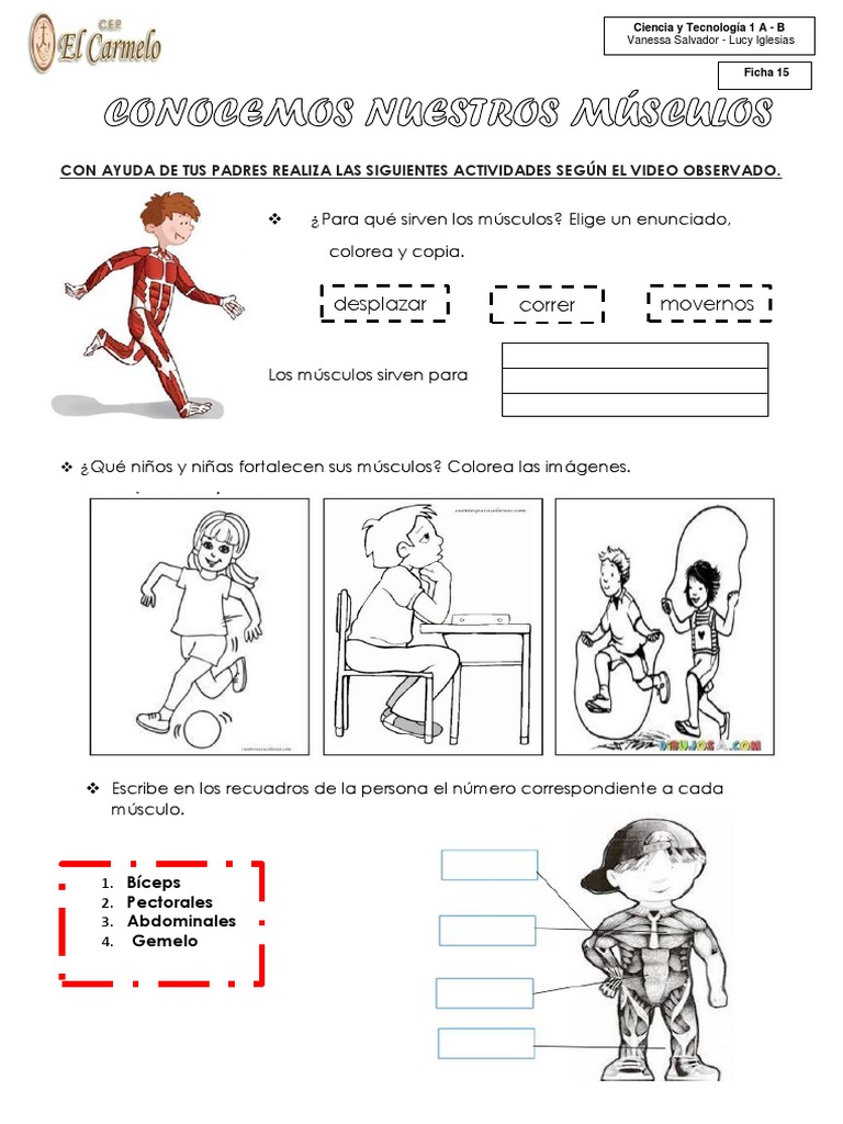 Ficha de Los Musculos | PDF