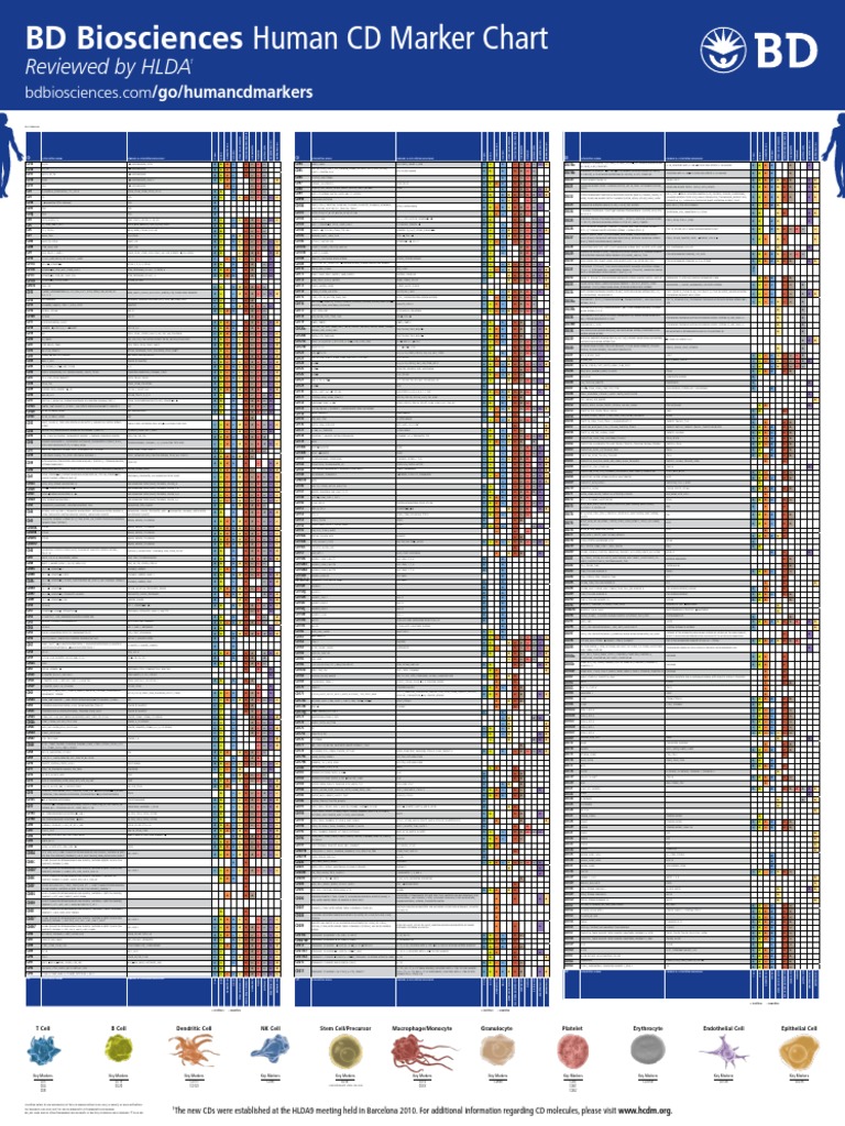 Human CD Chart PDF | PDF | Macromolecules | Cellular Processes