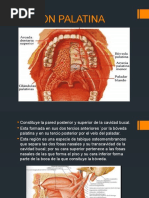 Anatomía de la Región Geniana | PDF | Cabeza y cuello humanos ...