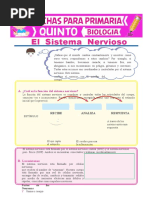 Musculos de La Nuca | PDF | Anatomía humana | Sistema musculoesquelético