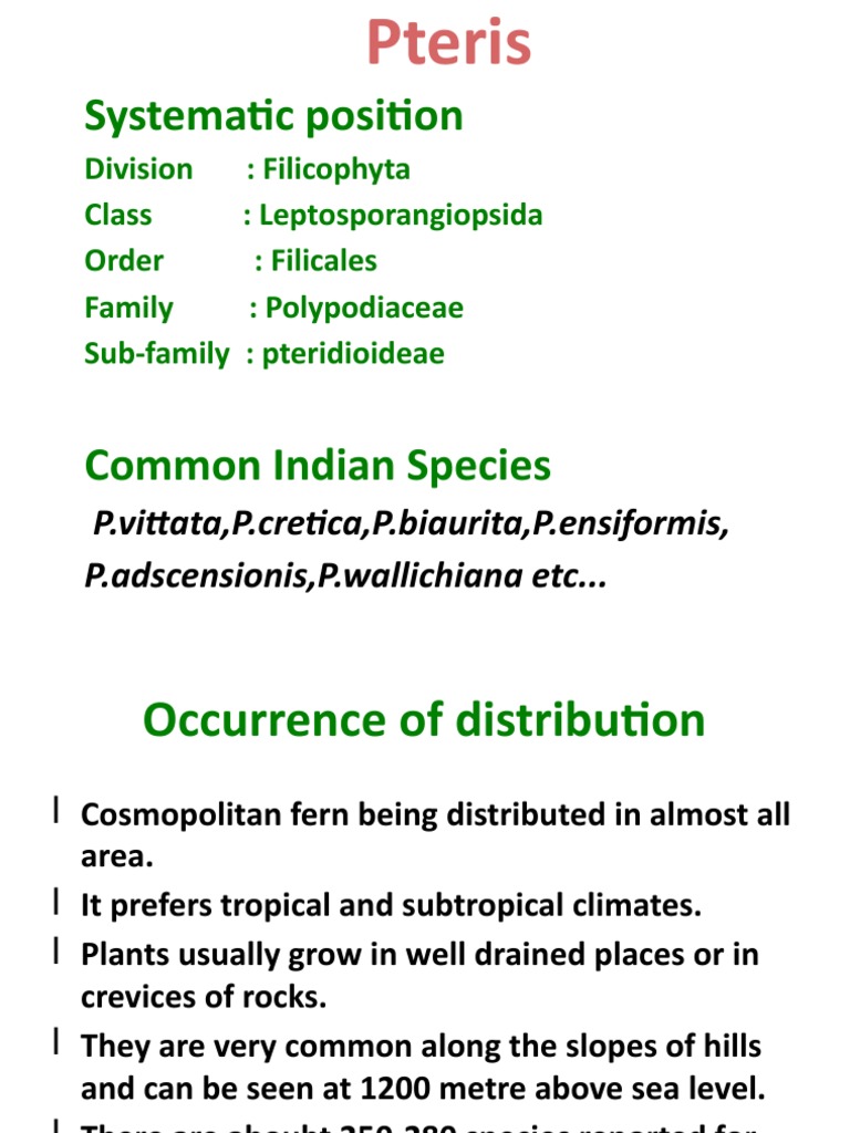 Pteris | PDF | Leaf | Tissue (Biology)