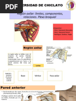 Anatomía de la Región Esternal | PDF | Tórax | Sistema esquelético