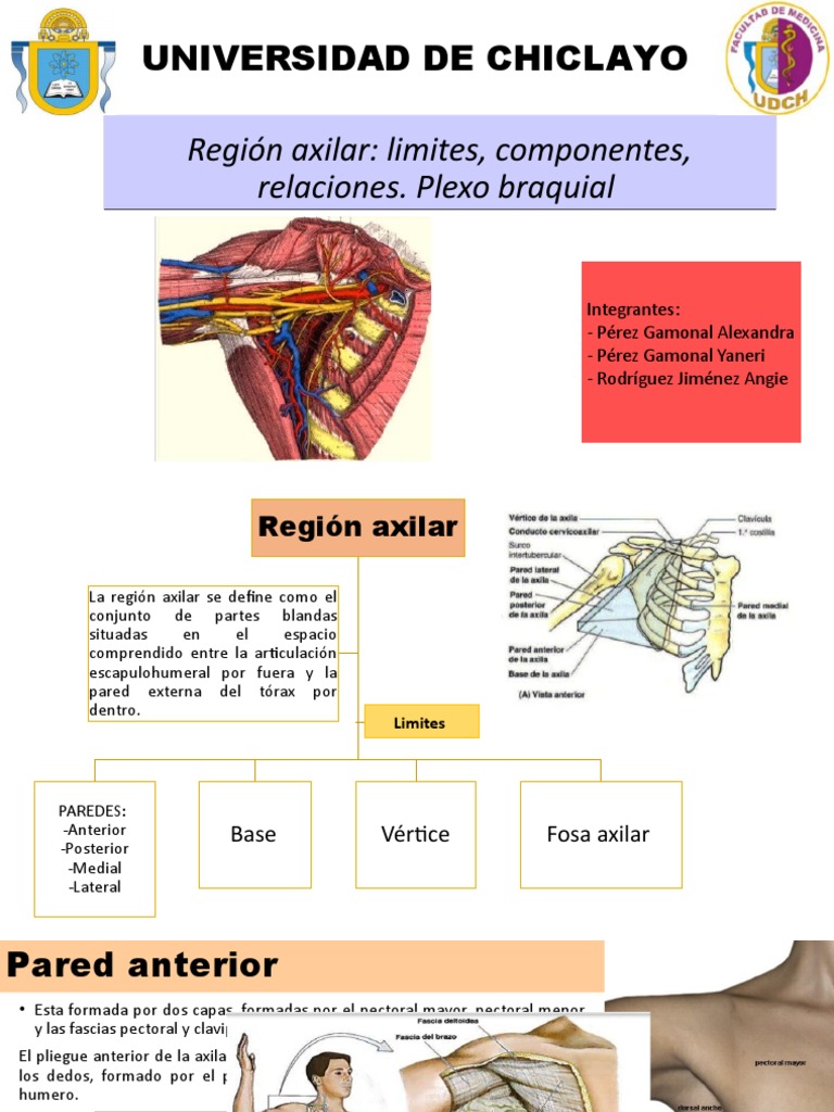 Region Axilar | PDF | Tórax | Tejido suave