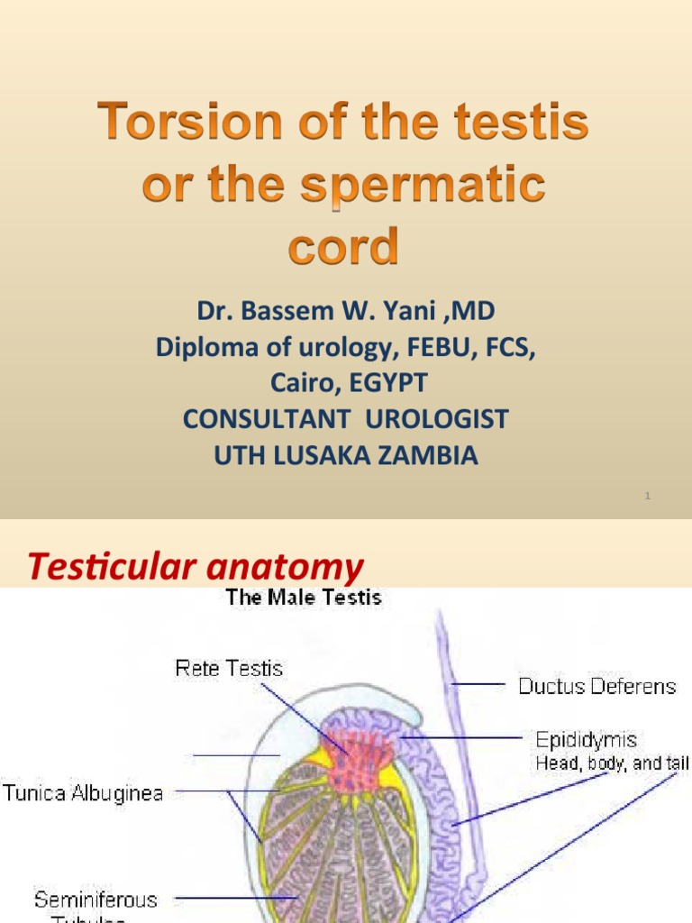 Urology 37 Torsion of The Testis or of The Spermatic | PDF | Testicle ...