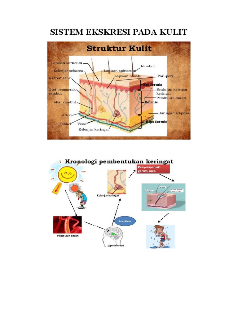 Sistem Ekskresi Pada Kulit | PDF