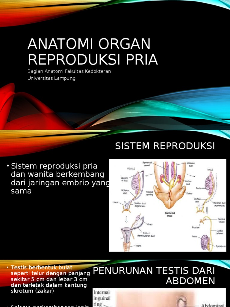 Anatomi Organ Reproduksi Pria | PDF