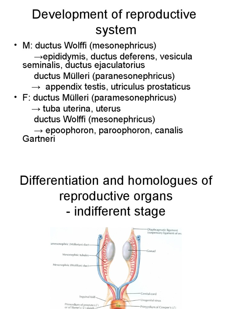 Development of Reproductive System | PDF | Testicle | Penis